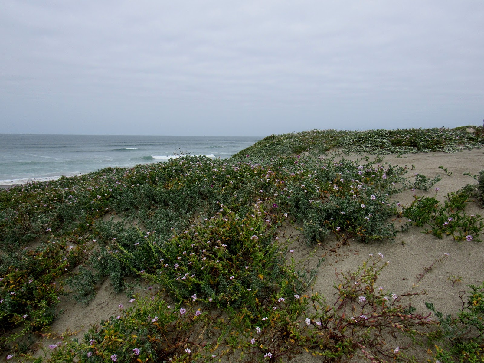 Ecology and Restoration of California's Coastal Dune Habitat
