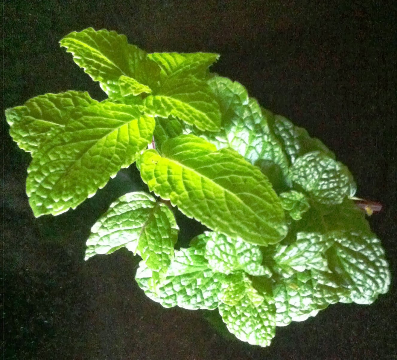 Cooking Tricks with Cristina: Mint / Hortelã
