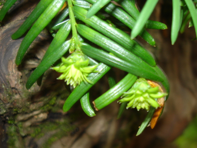 ARBRES: Teix (Taxus baccata)