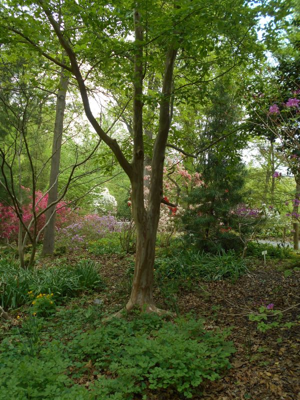 Future Plants by Randy Stewart: Stewartia