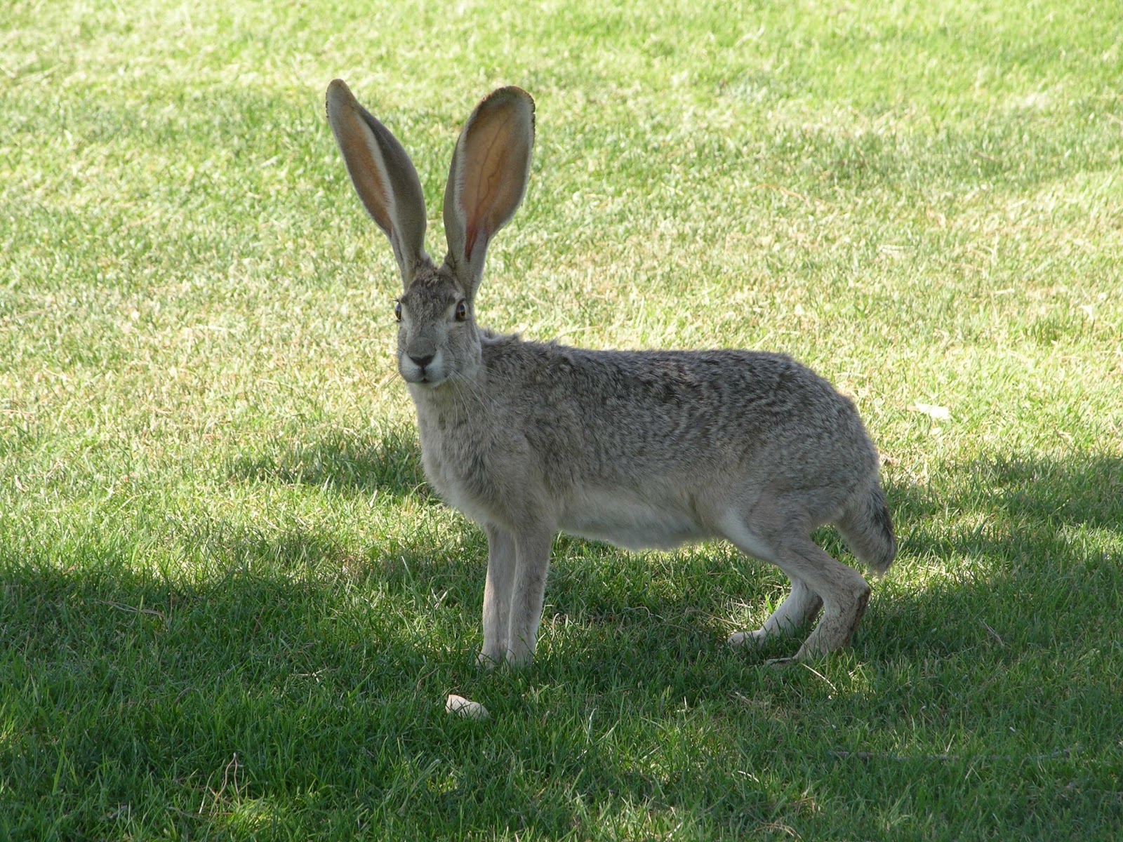 Xtremehorticulture of the Desert: How Tall Should a Wall Be to Keep Out ...