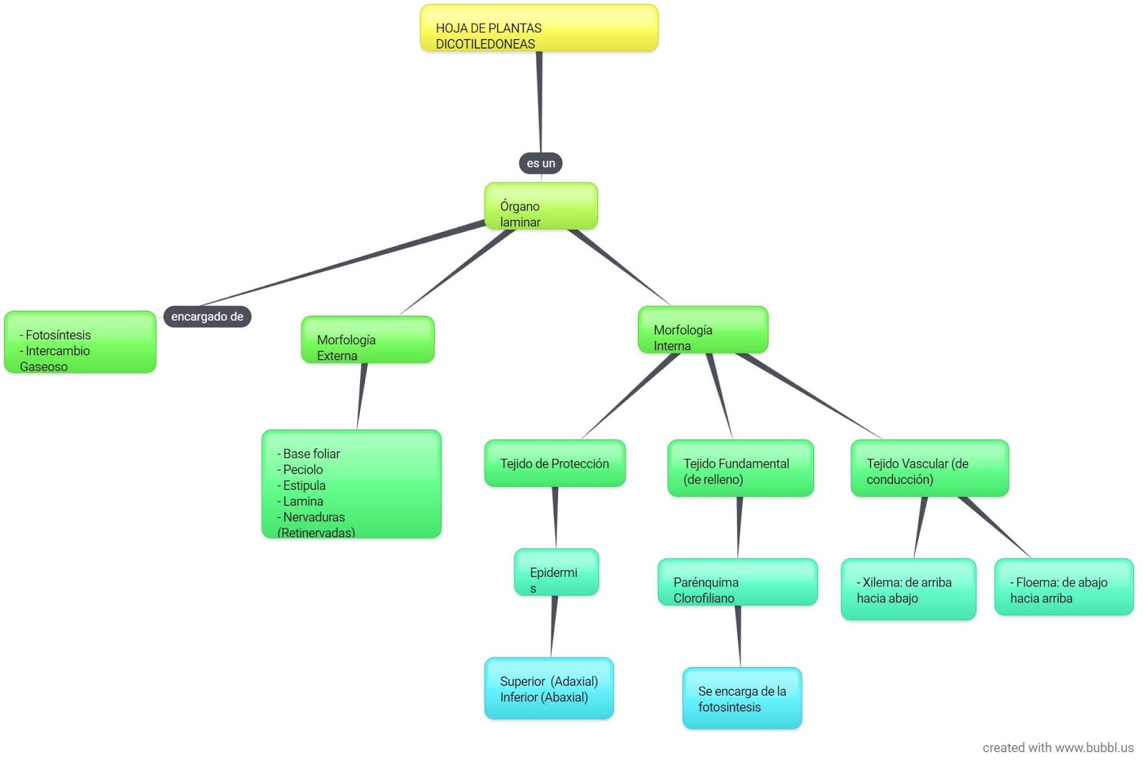 Las Plantas: Nomofilo de Plantas Dicotiledoneas