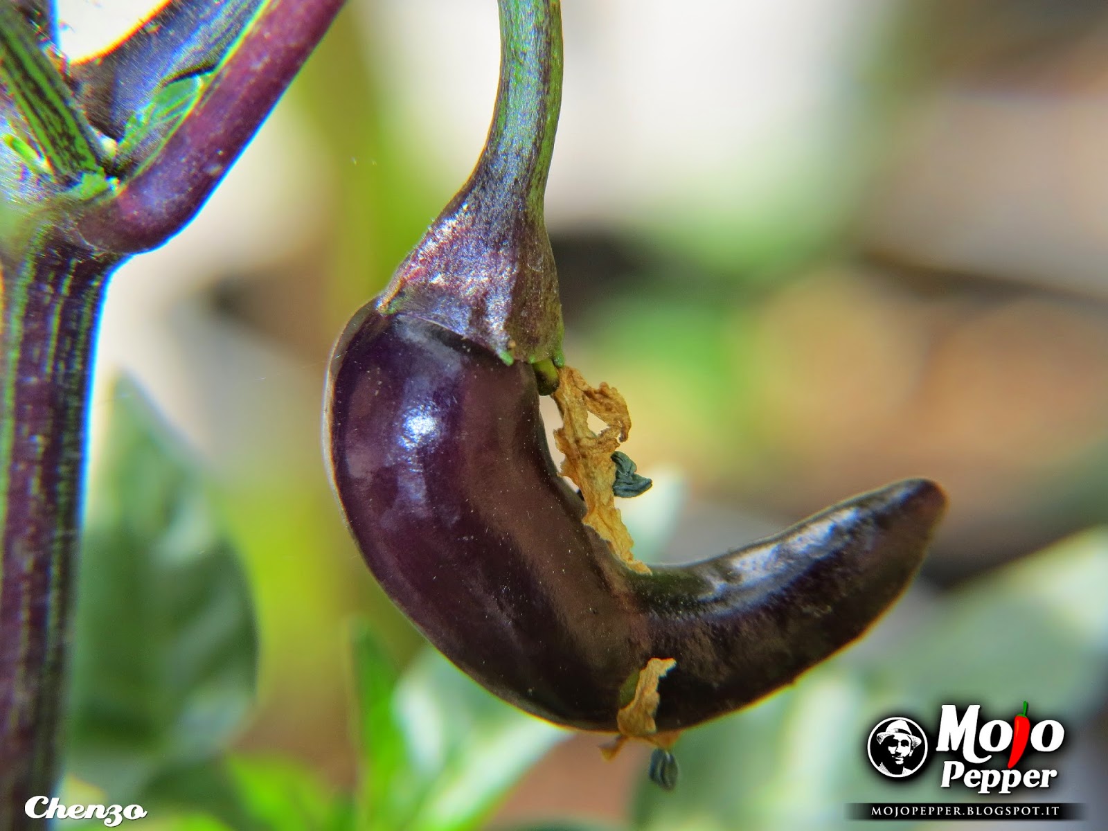 The Mojo Pepper - Just a Chili Pepper grower: Chenzo chili pepper Annuum