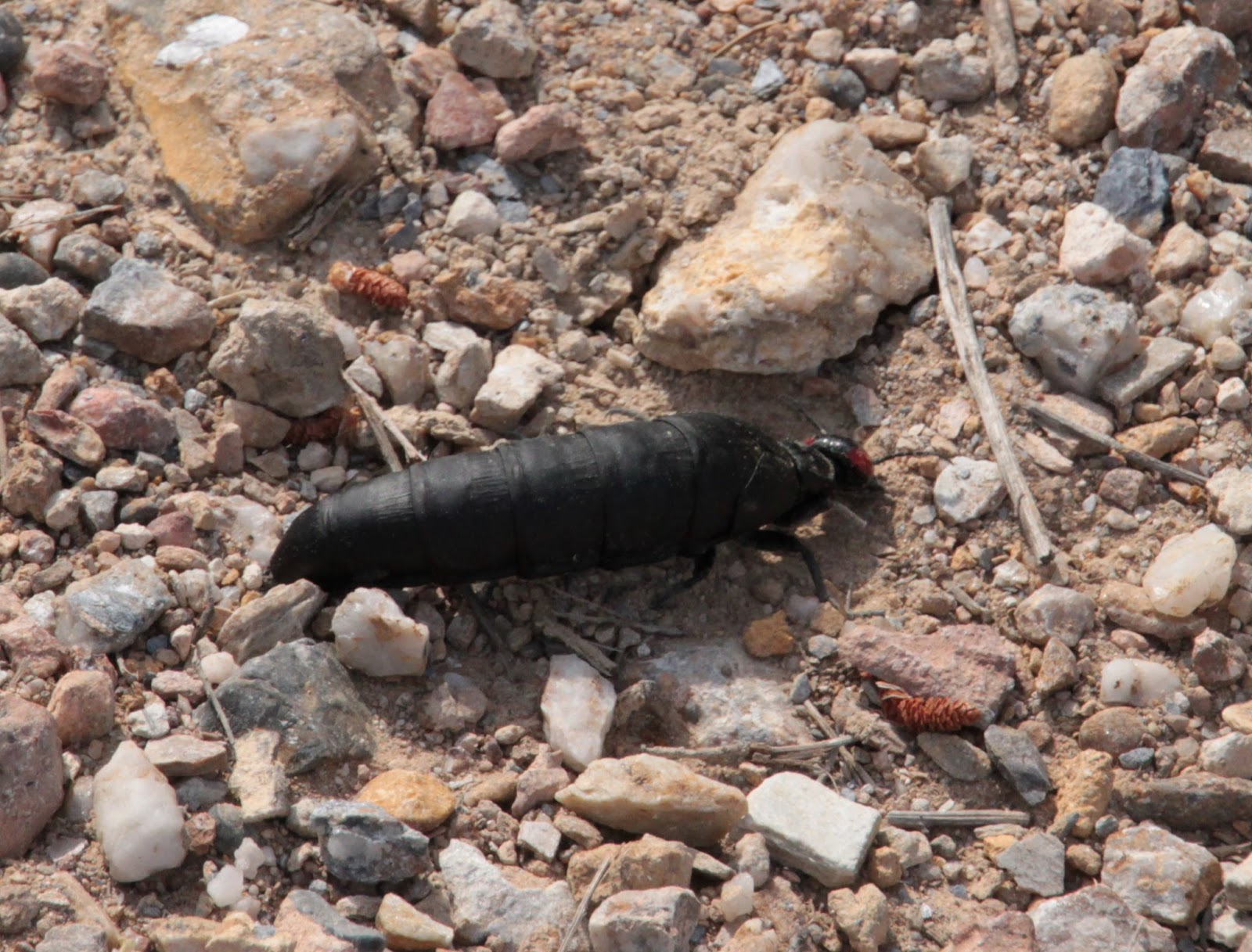 Indaloxes: La Aceitera Real