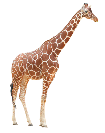 grafika-gify-kartki: . Zwierzęta: Żyrafa - Giraffe.png,gif