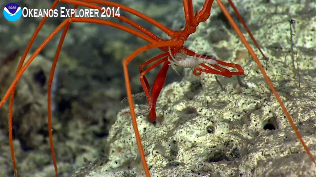 The Echinoblog: A panoply of Pycnogonid (sea spider) biology from the ...