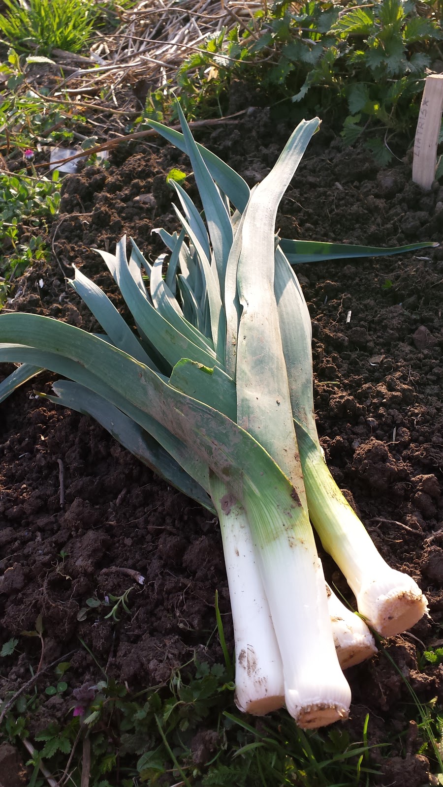 Uzgoj poriluka u organskom vrtu