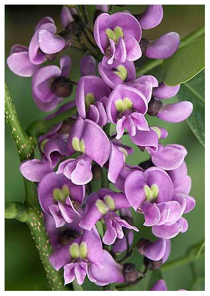 "Miradas, palabras y sentidos...": Balché...el "Vino Sagrado" de los Mayas