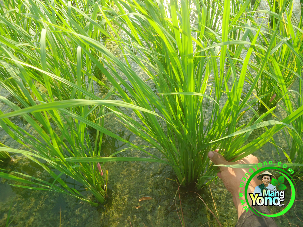 Tanaman Padi NAZWA Umur 22 HST di Sawah Rawa - 80 HST Panen