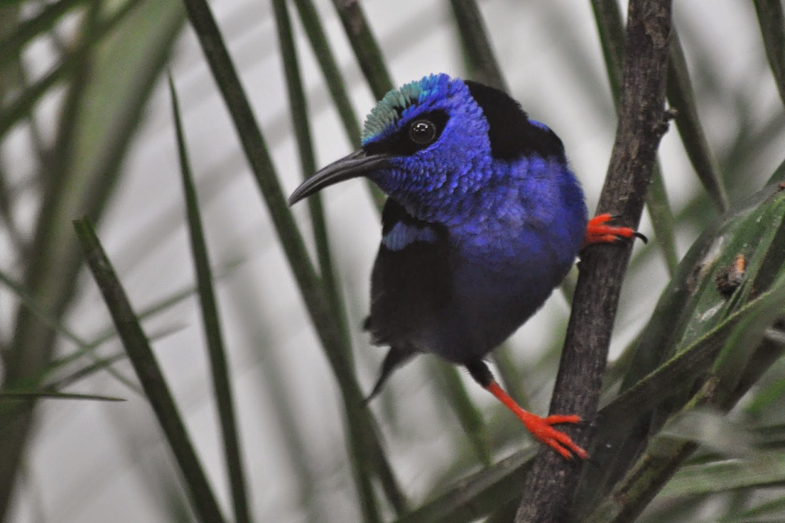 ZOOTOGRAFIANDO (6.100 ANIMALS): MIELERO DE PATAS ROJAS O DORSIOSCURO ...