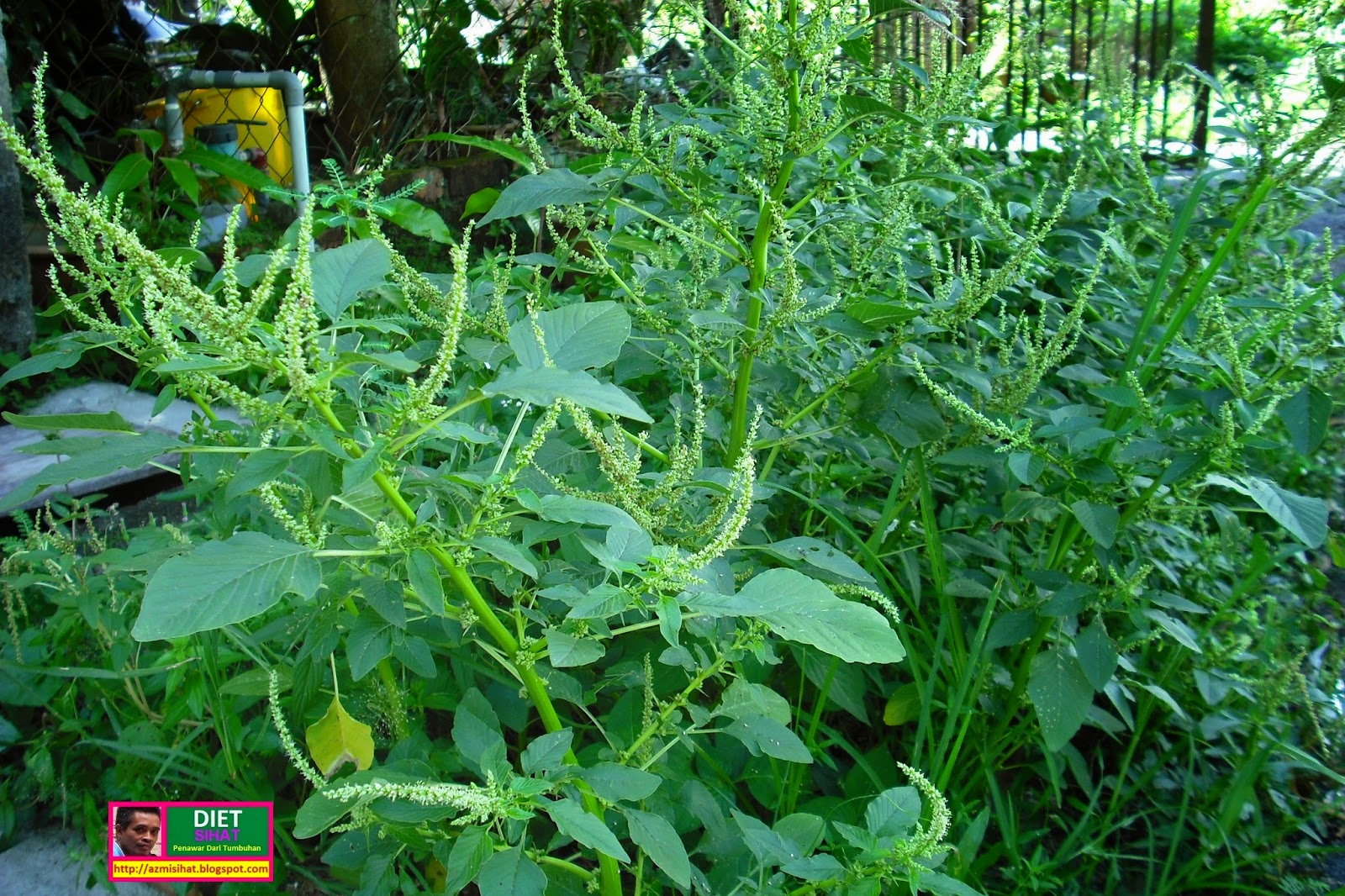 Diet Sihat: Pokok Bayam Duri
