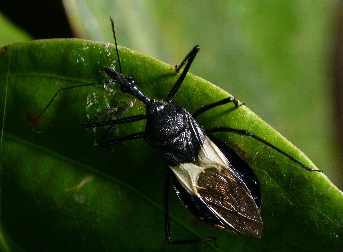 Membangun Perkebunan Kelapa Sawit: Predator Ulat Api "Sycanus leucomesus"