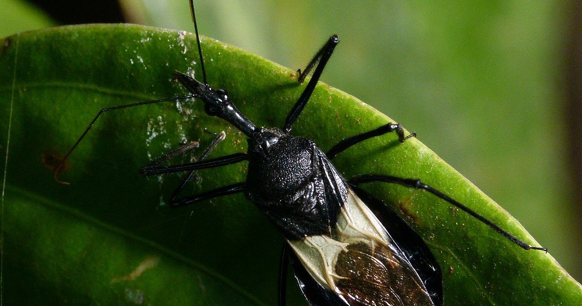Membangun Perkebunan Kelapa Sawit: Predator Ulat Api "Sycanus leucomesus"