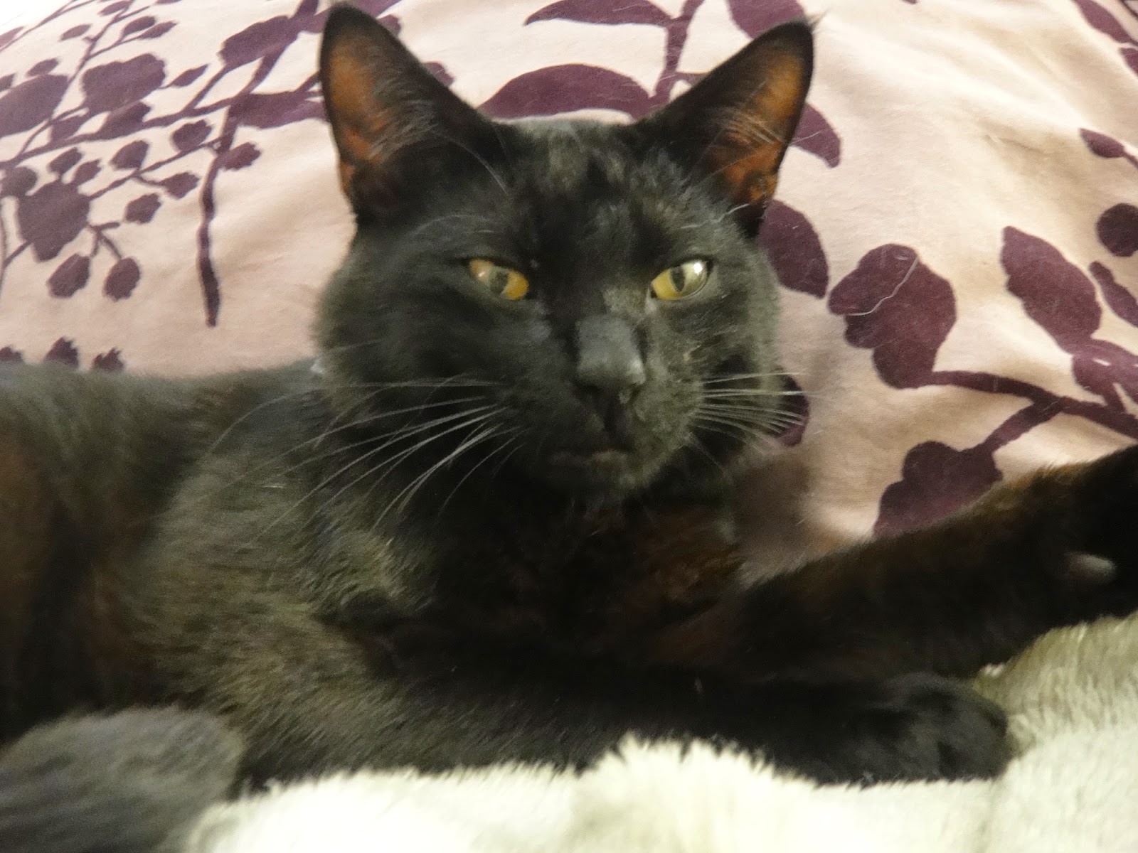 Riverfront Cats, Downtown Miami: Johnny Walker's Scandalous Reveal!