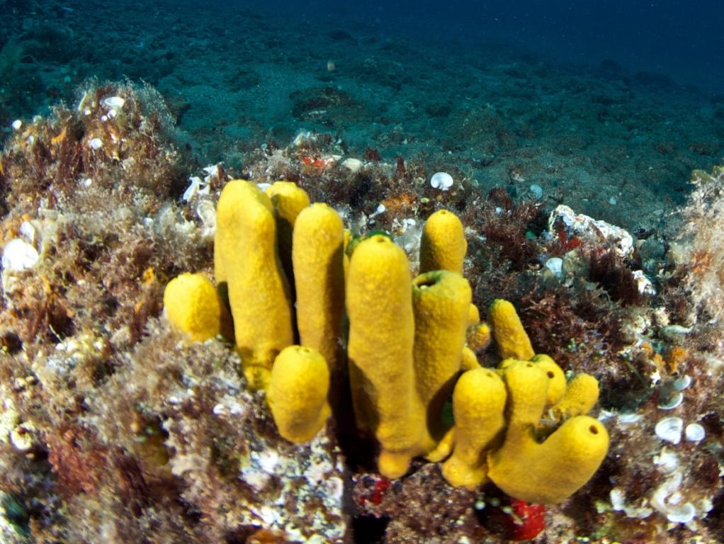 Taxonomía invertebrados no artrópodos: Phylum Porifera