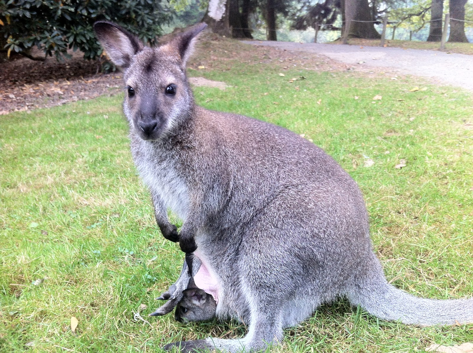Espace animalier: LES WALIBIS DU ZOO DE BRANFÉRÉ