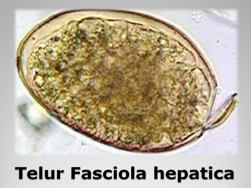 Analis: MACAM-MACAM TELUR CACING PARASIT