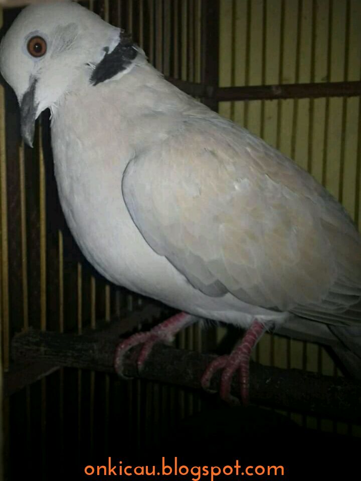 Tips perawatan burung Puter Pelung agar rajin manggung | SANACHINET