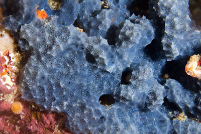 Sub Sea Systems - Our World: Super Spectacular Sea Sponges!
