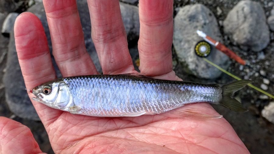 It's Tokyo Style: Oikawa / Pale chub fishing on fly