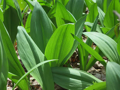 The Foraged Foodie: Foraging: Identifying and Sustainably Harvesting Ramps
