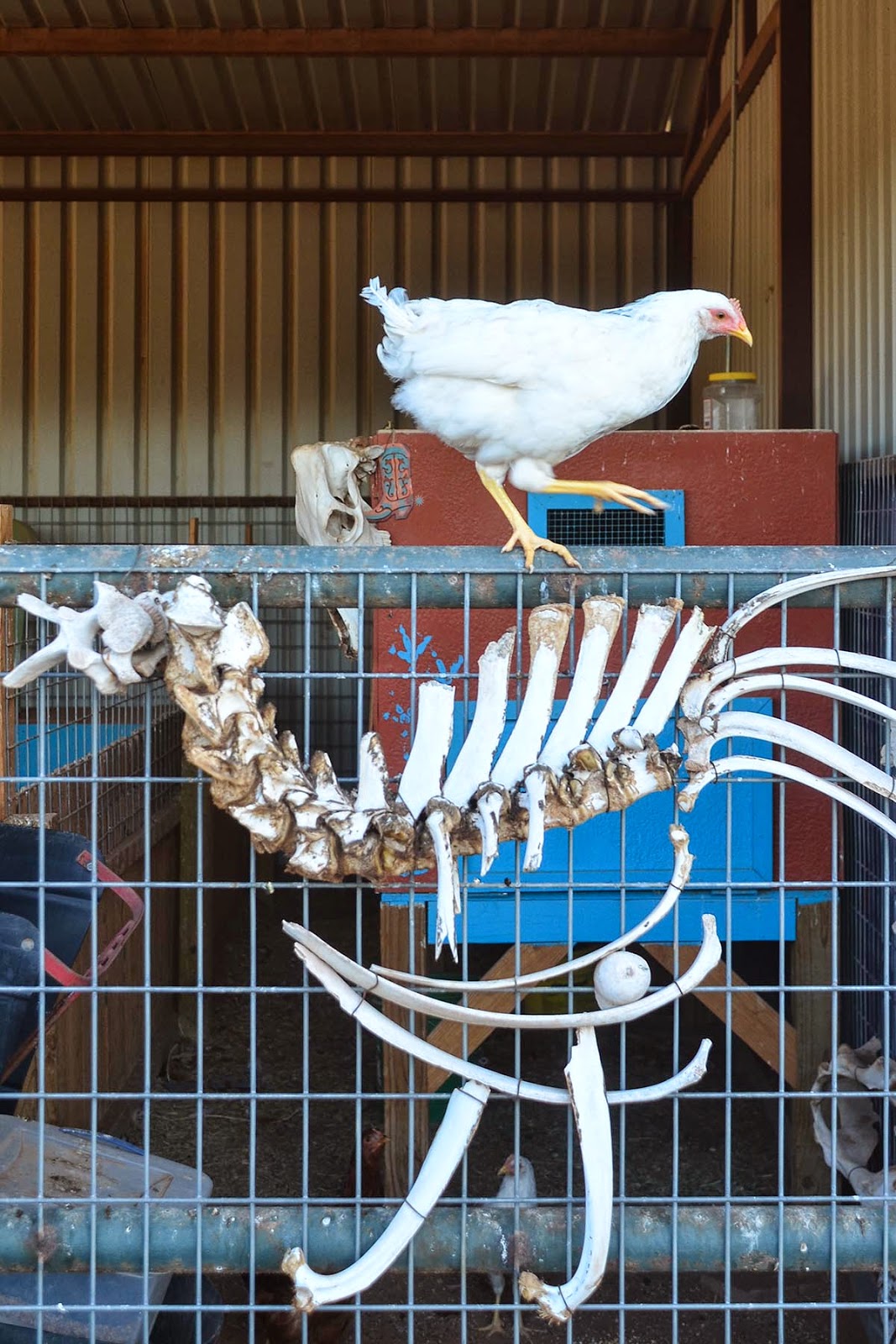 The 7MSN Ranch: Getting up with the chickens