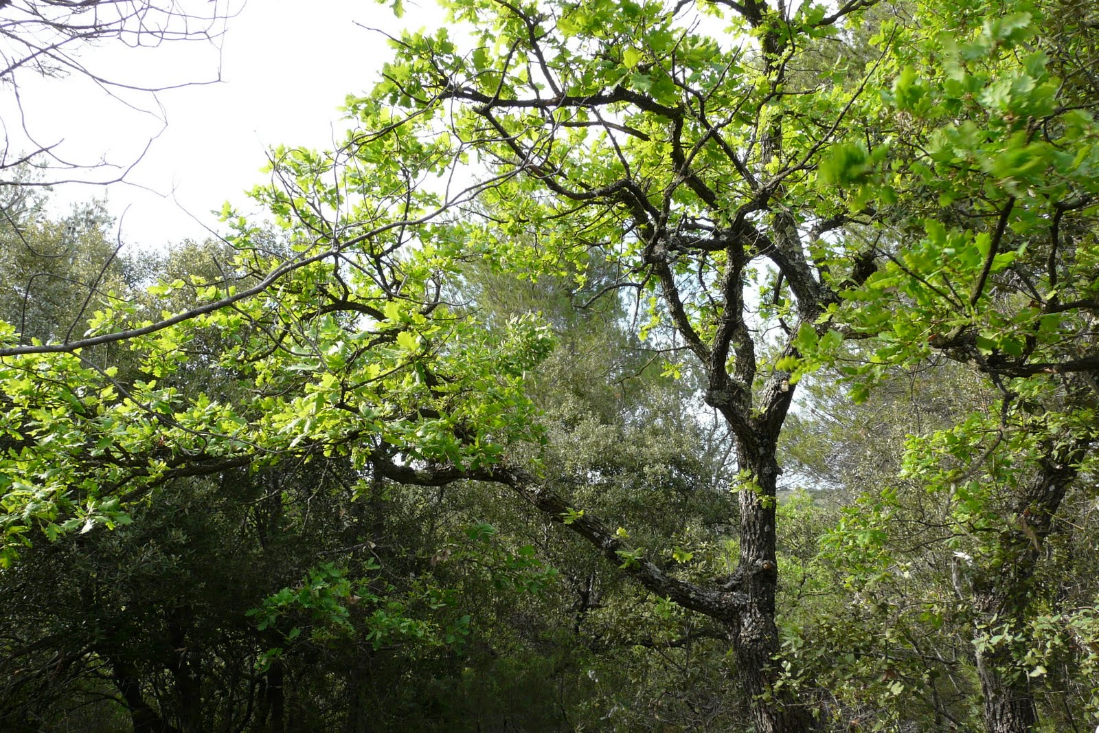 Une forêt en Provence: Biodiversité