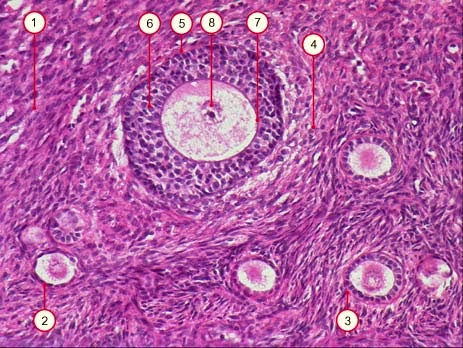 Tissue Bio Lab: Follicular questions