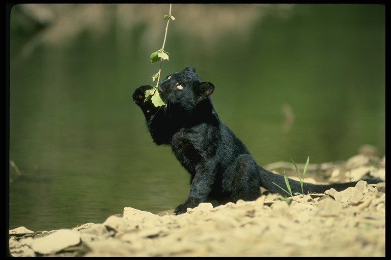Imagenes de panteras bebé - Imagui