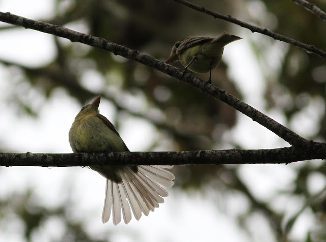 Jo's Morning Walk: Guajome Park "a Place of the Frogs"