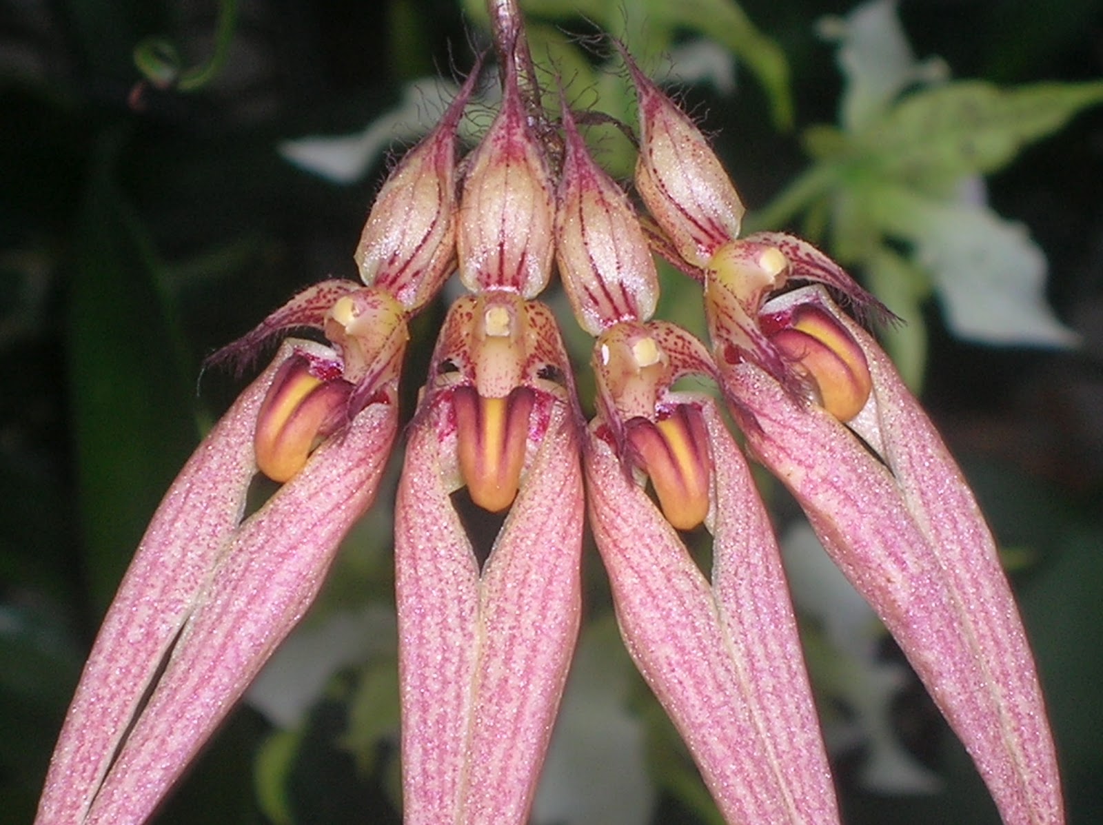 ORQUIDEAS: Bulbophyllum Louis Sander (Bulb.longissimum x Bulb.ornatissimum)
