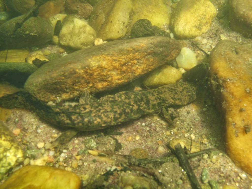 The Hellbender: Giant Salamander of the United States | The Ark In Space