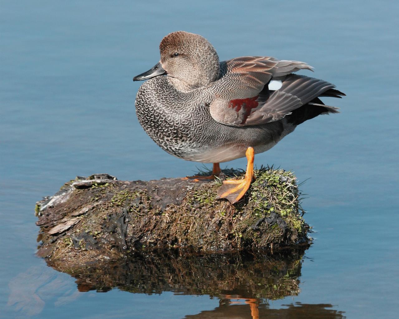 PicturesPool: Beautiful Water Birds pictures