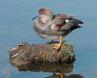 PicturesPool: Beautiful Water Birds pictures