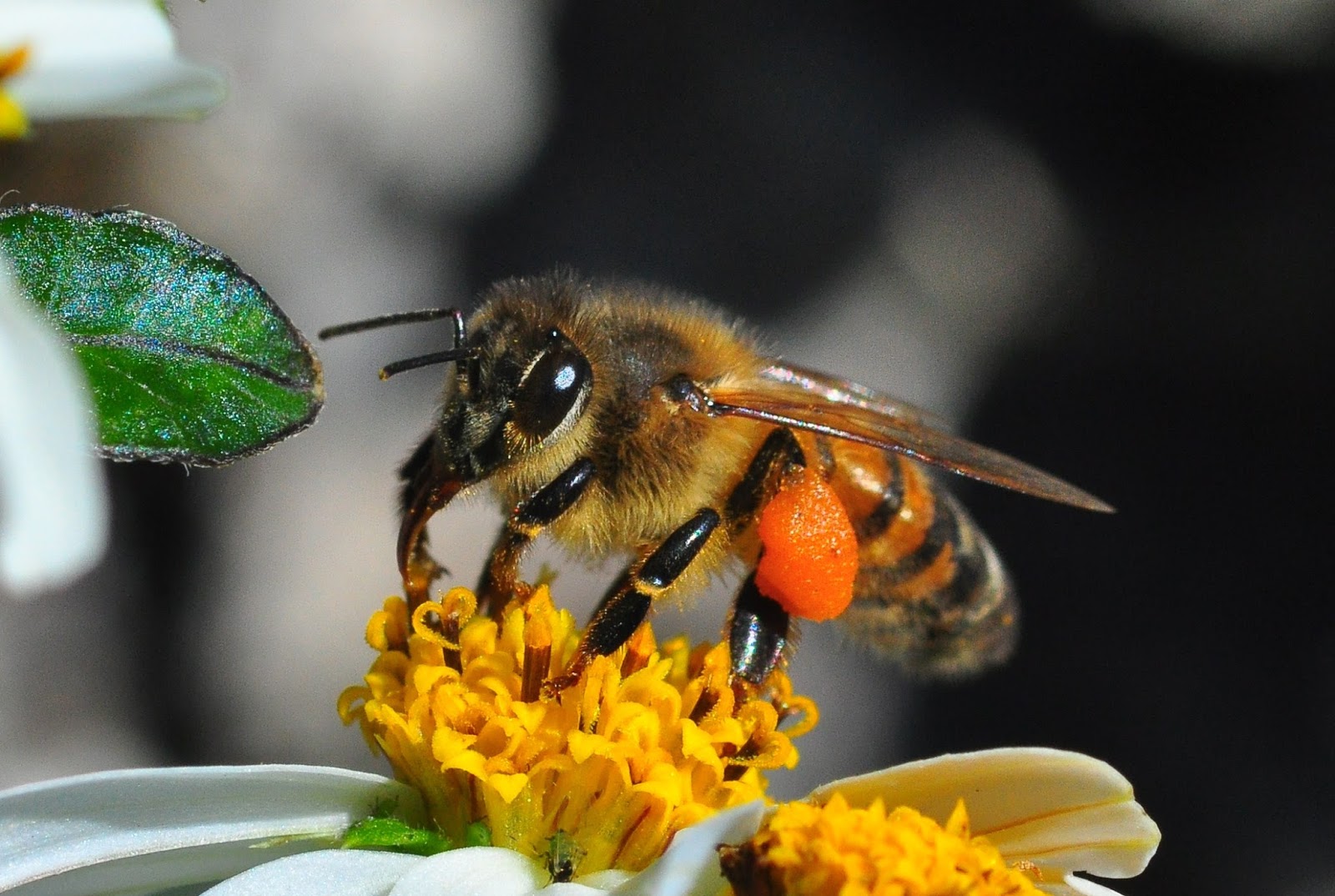 Bee Cute Wallpapers 4