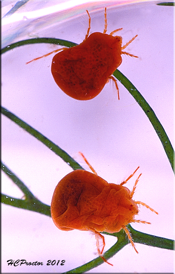 The Home Bug Garden: Red Pond Mites: An anodyne for a gray day