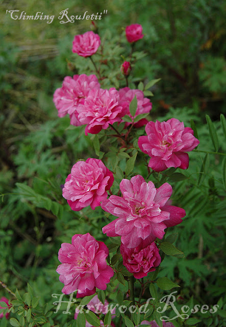 Hartwood Roses: The First Roses of the Year!