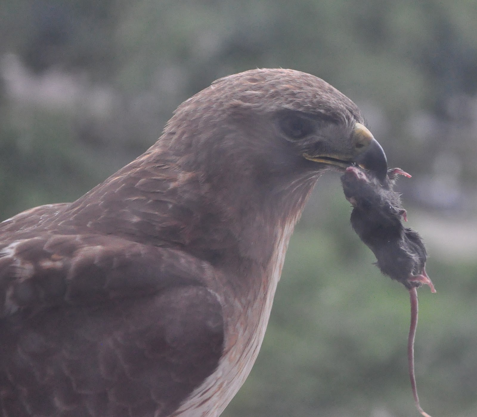Hawkwatch at the Franklin Institute: Locked talons, more ledging ...