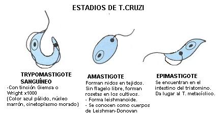 Microbiologia y Parasitologia 2_E Unpa: “TRIPANOSOMA RANGELI”