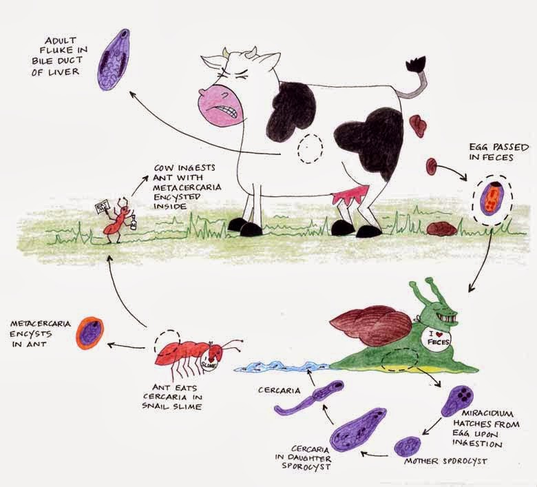 Parasitophilia: Of Ants and Ungulates: The Notorius Dicrocoelium ...