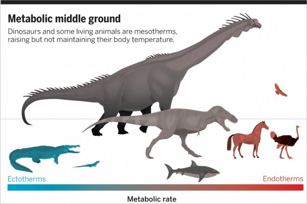 Biological Freak II: 恐龍為中溫動物(Mesothermal Animal)？ 12-20-2016