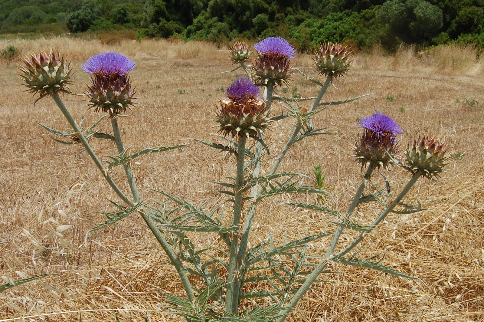Flora da Serra da Arrábida: Cardo-do-coalho (Cynara cardunculus)
