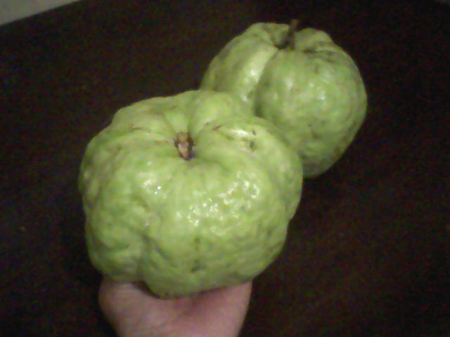 Bibit Buah Bunton Malang: Macam-macam Jambu Biji