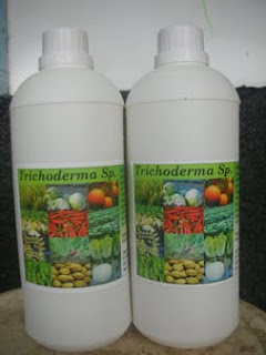 Aplikasi Trichoderma sp. pada tanaman sayur daun seperti, sawi ...