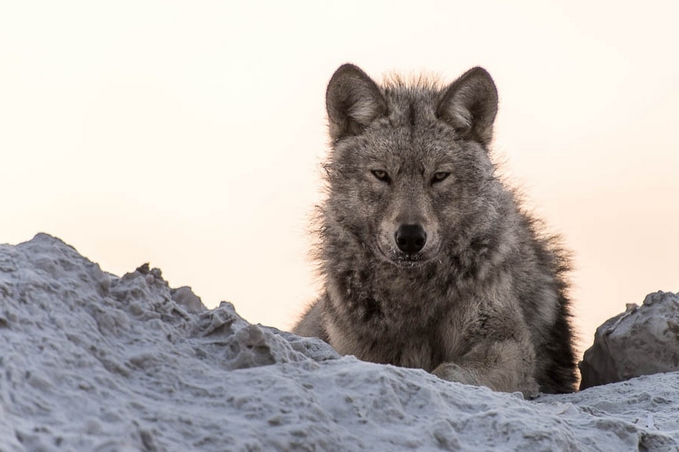 White Wolf : 29 Majestic Photos of Russian Wolves by Ivan Kislov Are ...