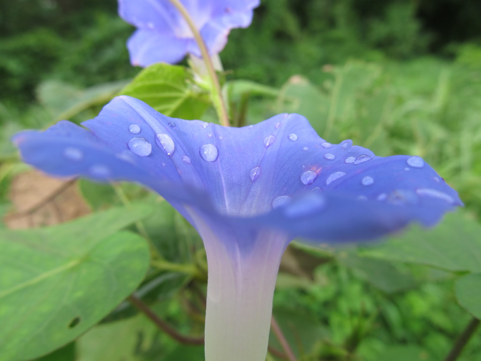 photos of trek trip: Mahuli fort