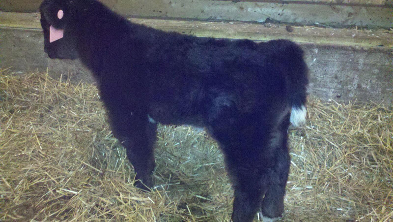 Trausch Farms: Salty Dog Heifer Calf ~ Shatto Show Cattle