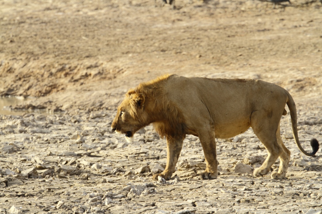 Abe's Animals: West African lion