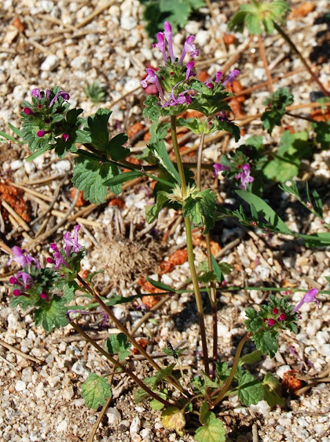 Plantas: Beleza e Diversidade: Chucha-pitos (Lamium amplexicaule)