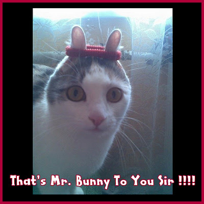 Photos That Make Us Smile: Confused Kitty